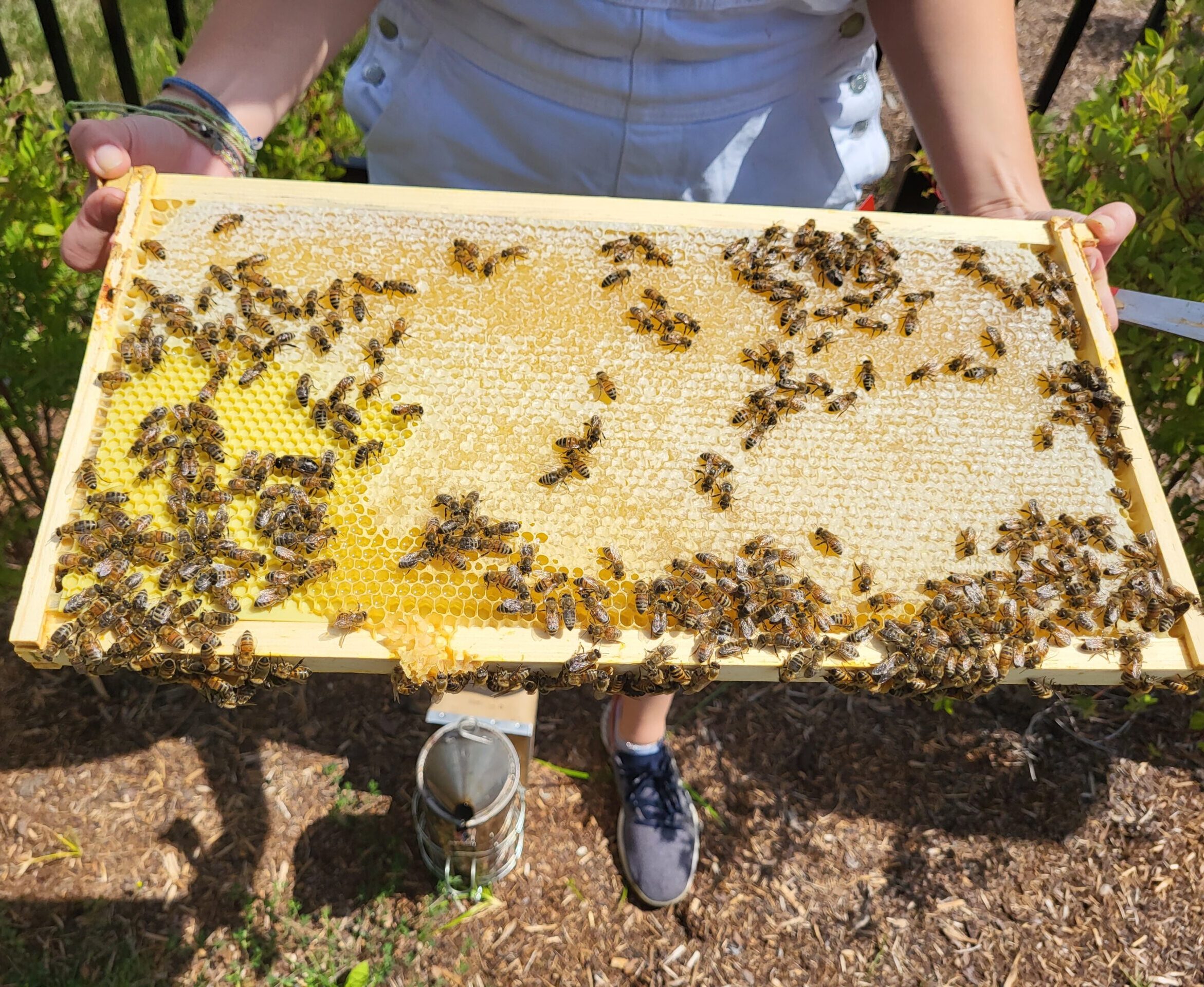 Teaching Beehive | Waterloo Public Library